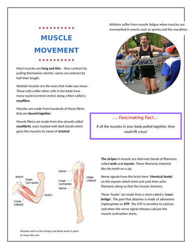 Human Body Display | Teaching Resources