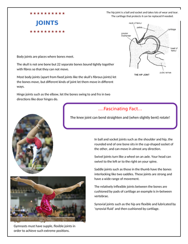 Human Body Display | Teaching Resources