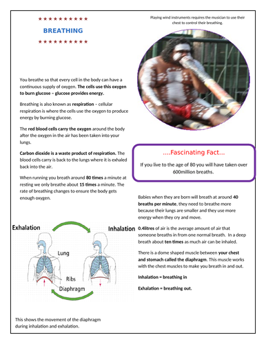 Human Body Display | Teaching Resources