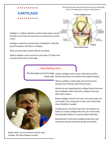 Human Body Display | Teaching Resources