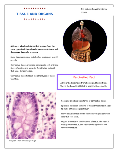 Human Body Display | Teaching Resources