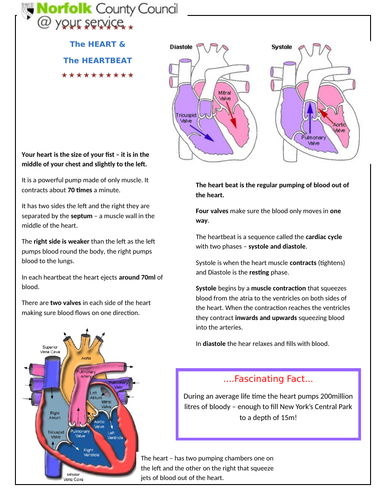 Human Body Display | Teaching Resources