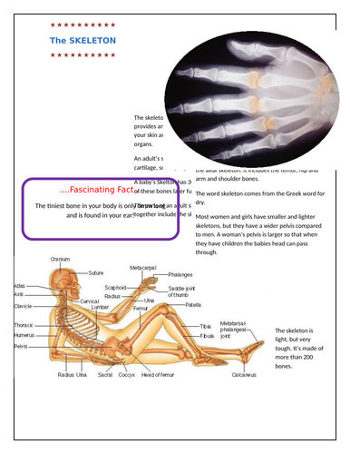 Human Body Display | Teaching Resources