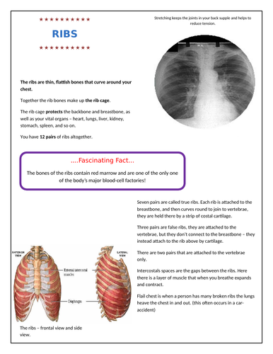 Human Body Display | Teaching Resources
