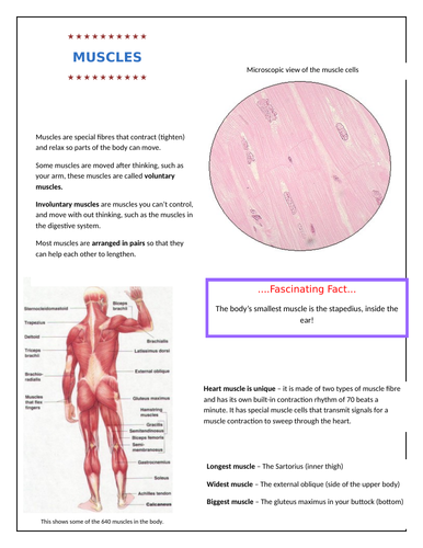 Human Body Display | Teaching Resources