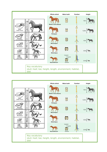 Evolution and Inheritance - horse fossils Year 6 | Teaching Resources
