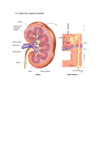 A-Level Biology - Kidneys | Teaching Resources