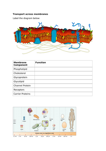 A-Level Biology - Cell Membranes & Cell Structure | Teaching Resources