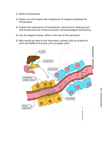 A-Level Biology - Homeostasis | Teaching Resources