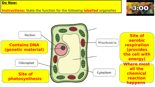 Year 8 - Digestive System | Teaching Resources