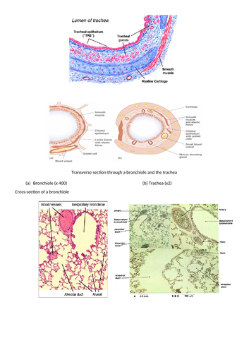 AQA A level Biology - 3.3 Organisms exchange substances 4 - Gas ...