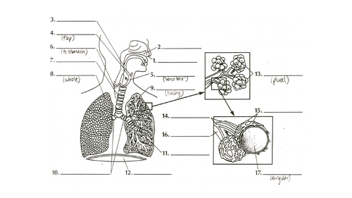 AQA A level Biology - 3.3 Organisms exchange substances 4 - Gas ...