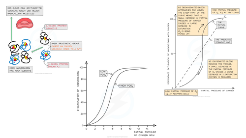 AQA A level Biology - 3.3 Organisms exchange substances 5 - Mass ...