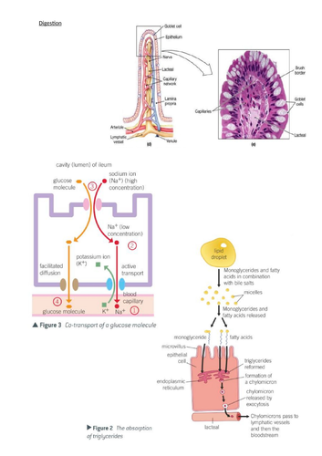AQA A level Biology - 3.3 Organisms exchange substances 7 - Digestion ...