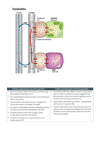 AQA A level Biology - 3.3 Organisms exchange substances 8 - Plants ...