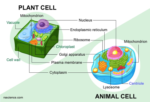 Animal and Plant Cell, KS4 | Teaching Resources