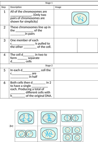 Meiosis OCR GCSE | Teaching Resources