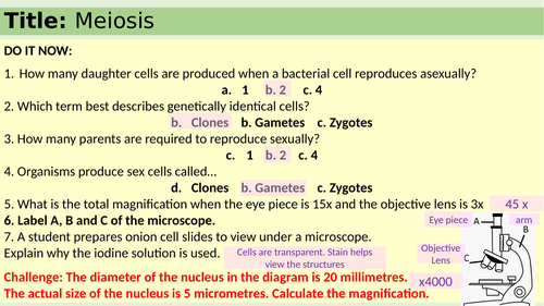 Meiosis OCR GCSE | Teaching Resources