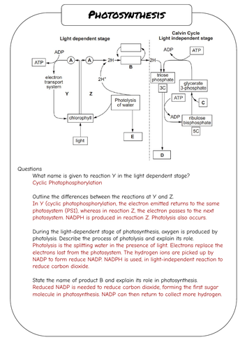 A Level Biology Photosynthesis Overview | Teaching Resources