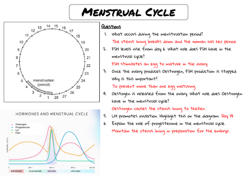 The Menstrual Cycle and Hormones | Teaching Resources