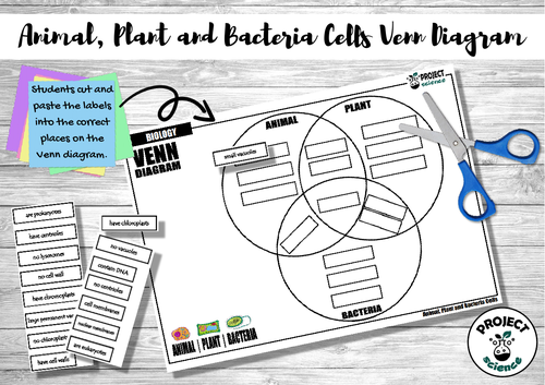 Animal, Plant and Bacteria Cells Venn Diagram | Teaching Resources