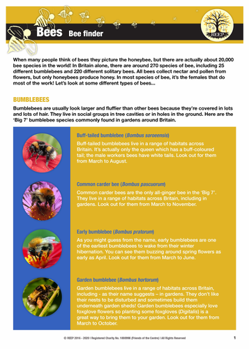 EAL English Through Gardening - Bees | Teaching Resources