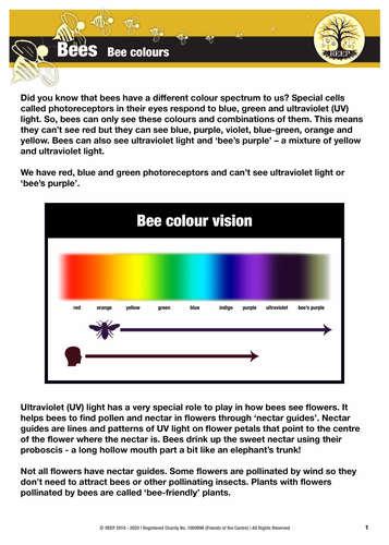 EAL English Through Gardening - Bees | Teaching Resources