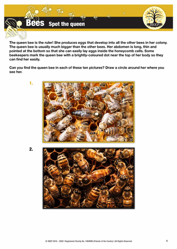 EAL English Through Gardening - Bees | Teaching Resources