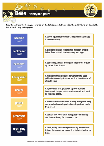 EAL English Through Gardening - Bees | Teaching Resources