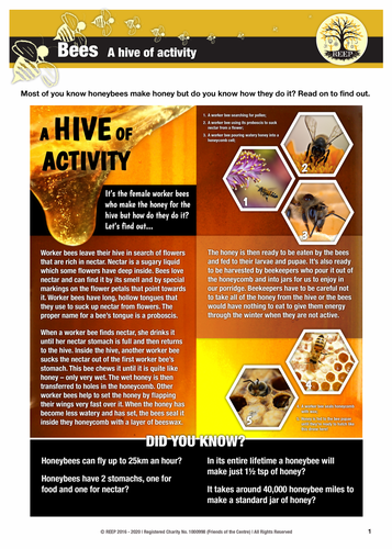 EAL English Through Gardening - Bees | Teaching Resources