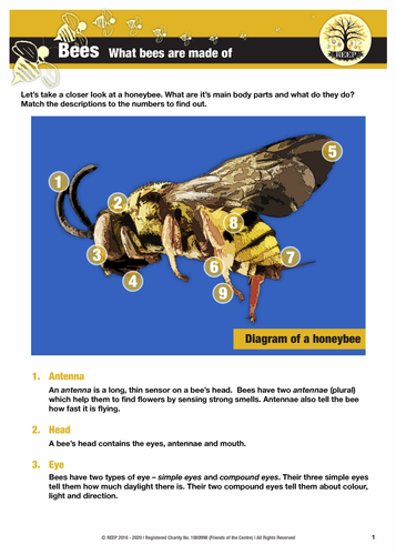 EAL English Through Gardening - Bees | Teaching Resources