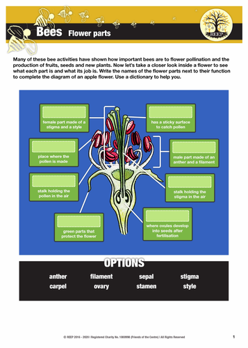 EAL English Through Gardening - Bees | Teaching Resources
