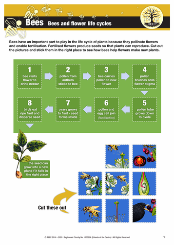 EAL English Through Gardening - Bees | Teaching Resources