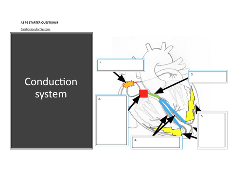 CARDIOVASCULAR WORKSHEET | Teaching Resources