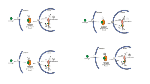 AQA A level Biology – 3.8 The control of gene expression -3 Reg of ...