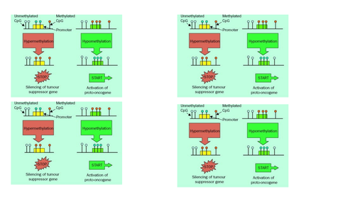 AQA A level Biology – 3.8 The control of gene expression -4 Epigenetics ...