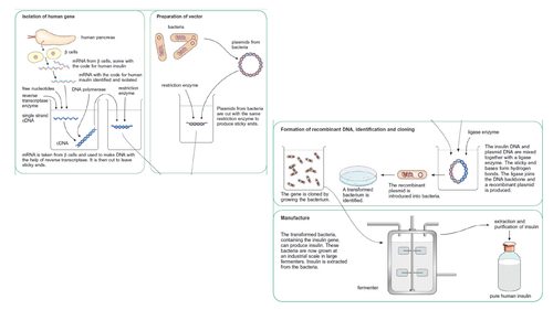 AQA A level Biology – 3.8 The control of gene expression – 7 Genetic ...