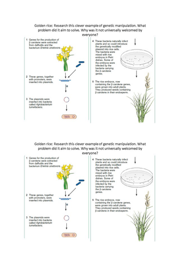 AQA A level Biology – 3.8 The control of gene expression – 7 Genetic ...