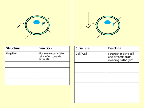 AQA GCSE Biology B1.03 Eukaryotic and Prokaryotic Cells | Teaching ...