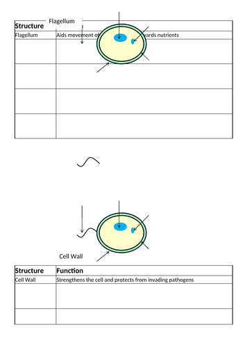 AQA GCSE Biology B1.03 Eukaryotic and Prokaryotic Cells | Teaching ...