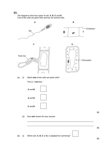 AQA GCSE Biology B1.04 Specialisation in Animal Cells | Teaching Resources