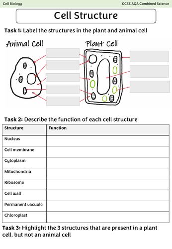 Plant and Animal Cell Worksheet with Answers | Teaching Resources