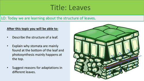 Leaves ~ KS3 ~ Year 8 | Teaching Resources