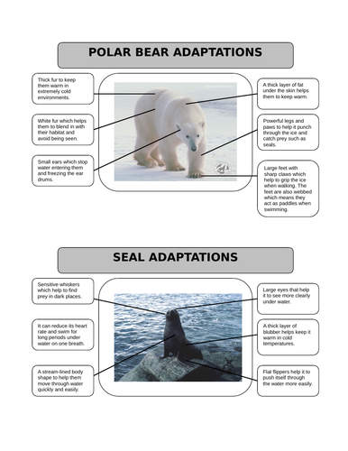 Animal adaptation fact cards KS2 | Teaching Resources