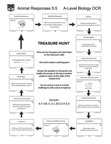 Animal Responses - Alevel Biology Treasure Hunt | Teaching Resources