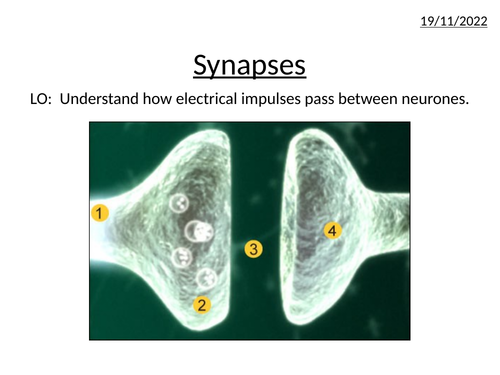 Neurones, Synapses and Reflexes | Teaching Resources