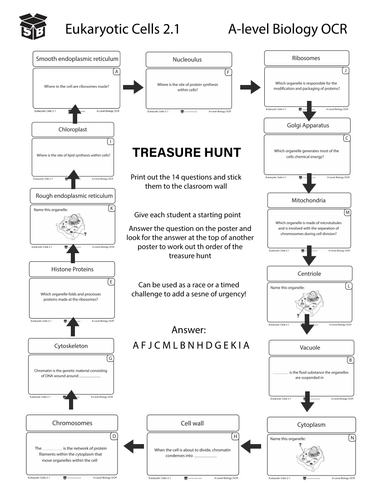Eukaryotic Cells - A level Biology Treasure Hunt | Teaching Resources