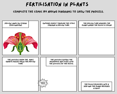 Plant Fertilisation Comic Strip | Teaching Resources