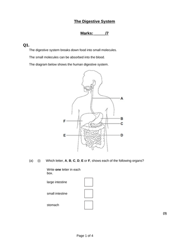 The Digestive System | Teaching Resources