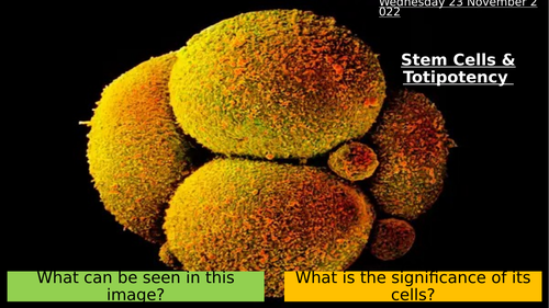 20.2 Stem Cells & Totipotency | Teaching Resources